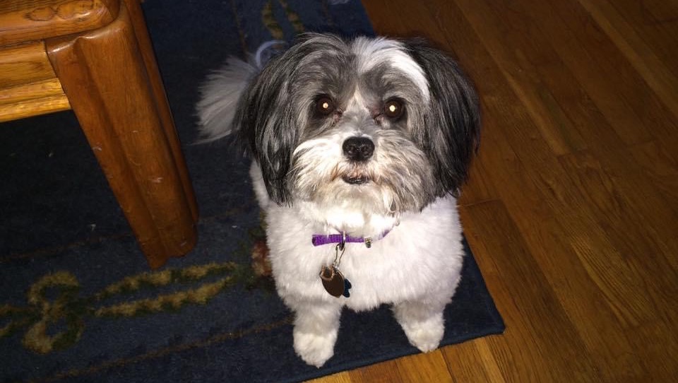 Fundraiser by Cynthia Heinrichs : Skipper’s cancer treatments