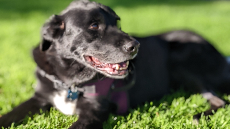 Fundraiser by Lisa Najarian : Home for Lisa