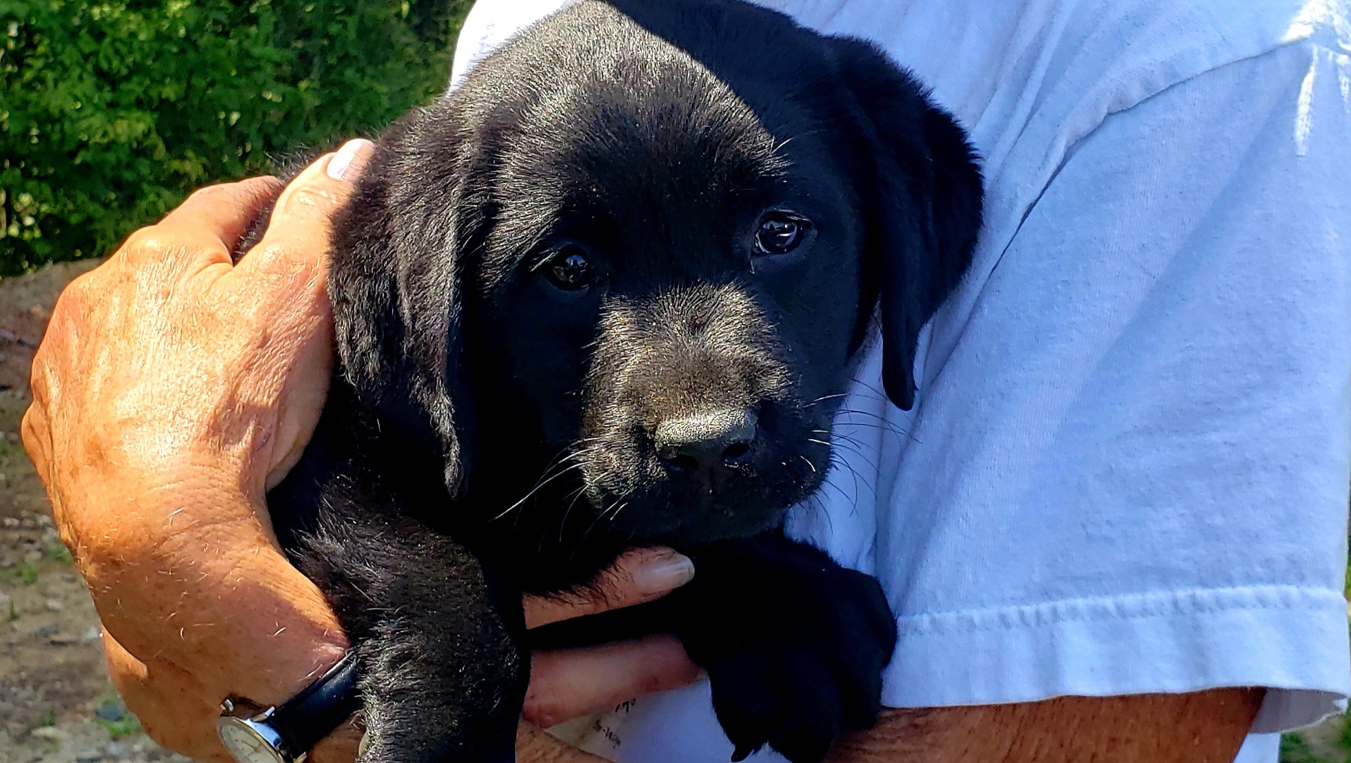 Fundraiser for Wendy Weaver by Kate Champney : Sadie a young lab with ...