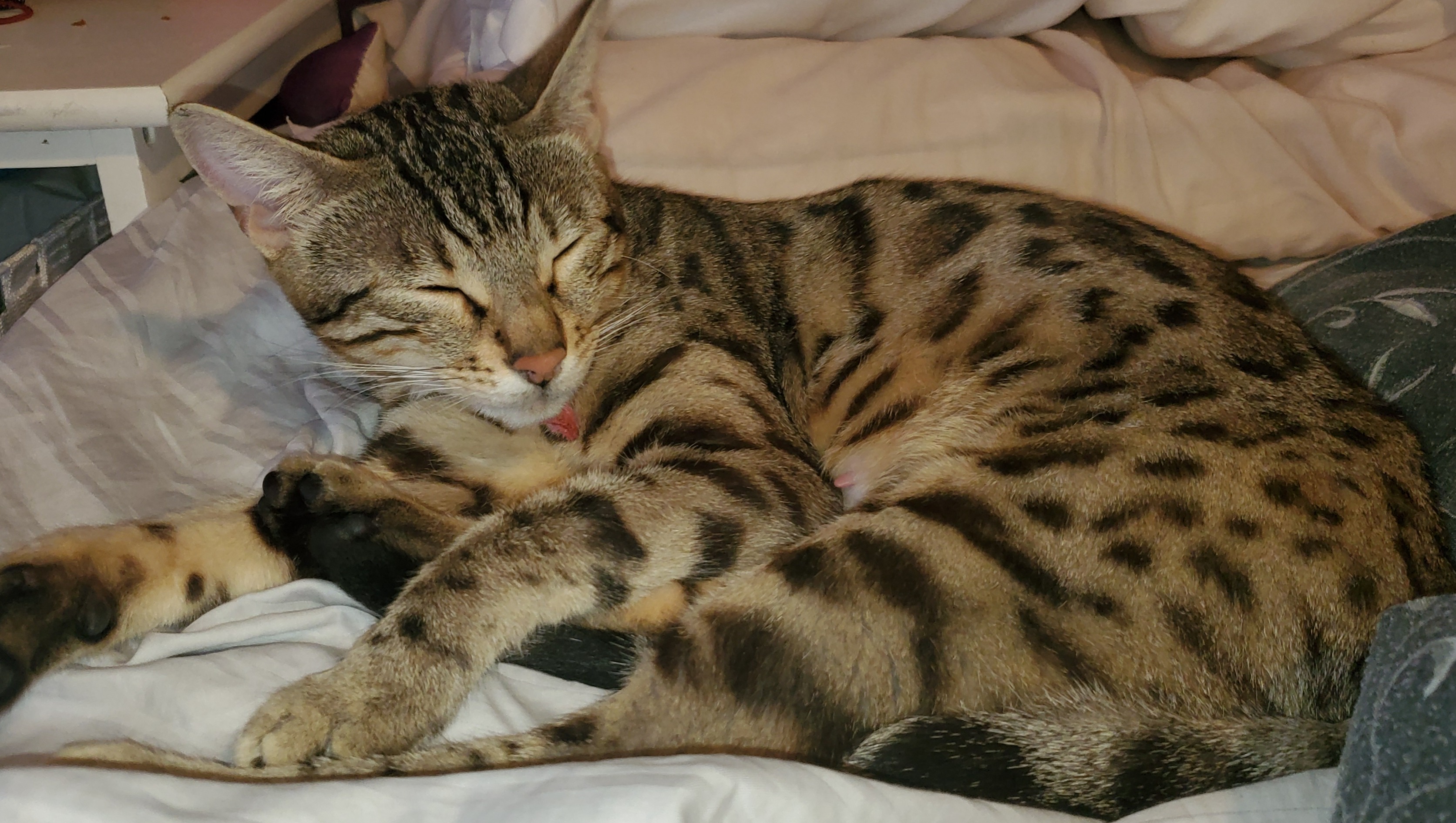 Fundraiser by Stephanie Cahoon : Help save Starlight, My daughters ...