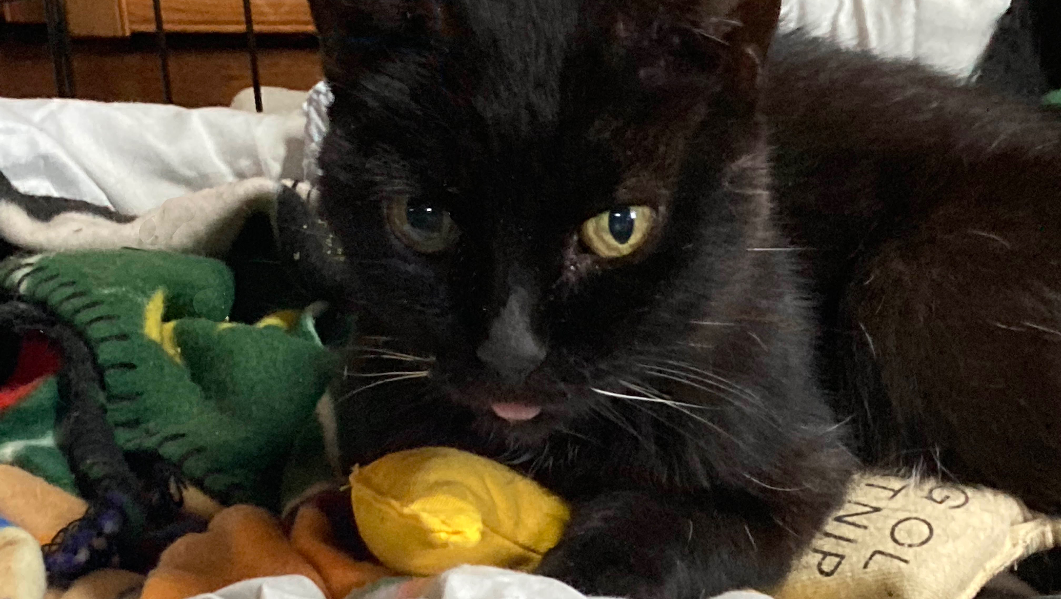 Fundraiser by Liz Sharp : Donate to Mercy for her needed dental work