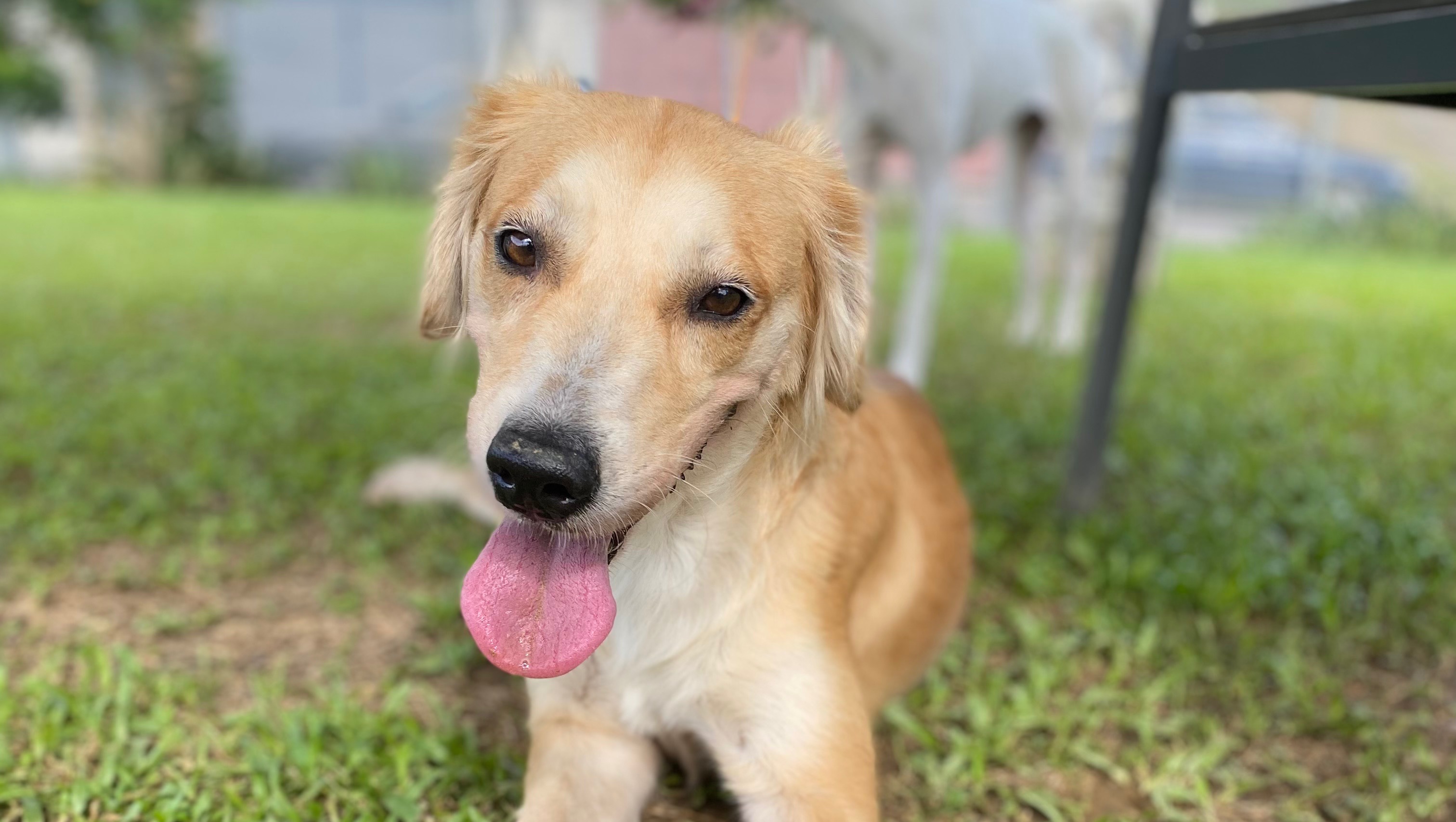 Fundraiser by Kristin Stepp : Passports for Pothounds