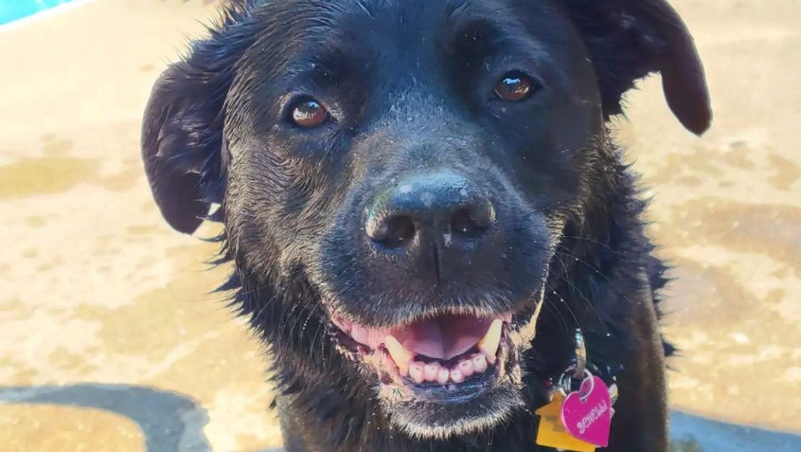 Fundraiser for Shad Sechrest by Jessica Hatley : Benelli’s Emergency ...