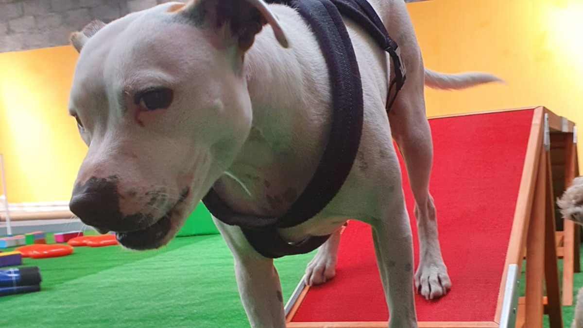 Fundraiser by Kirsty Higgins : Keep Pawsitive Play running