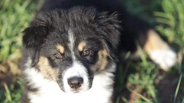 Fundraiser for Kelly Cooke by Mirjam Senger : Bring Lola home