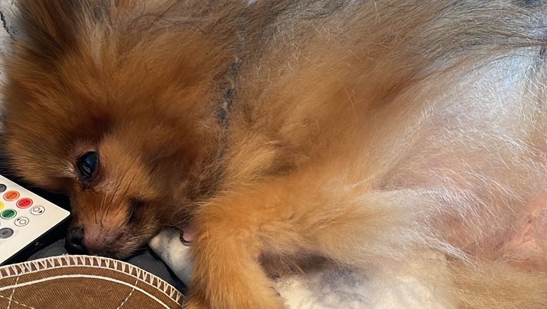 Fundraiser by Cody Shadle : Service Animal in need: Teeth removal Operation