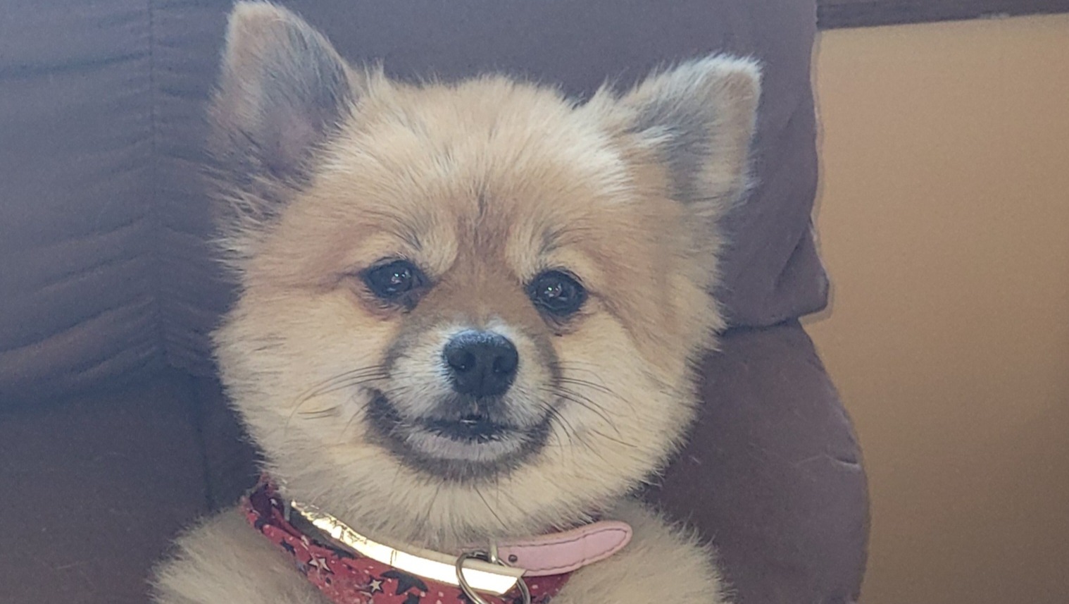 Fundraiser for Kelly Proulx by Jason Fairbanks : Belle Needs Surgery