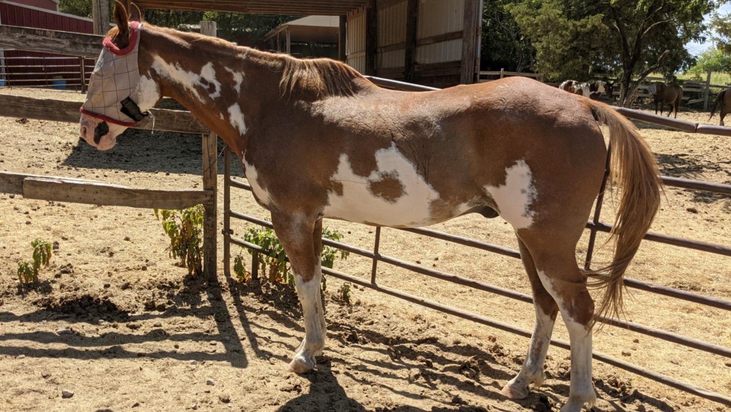 Fundraiser by Jean Schooping : Jericho