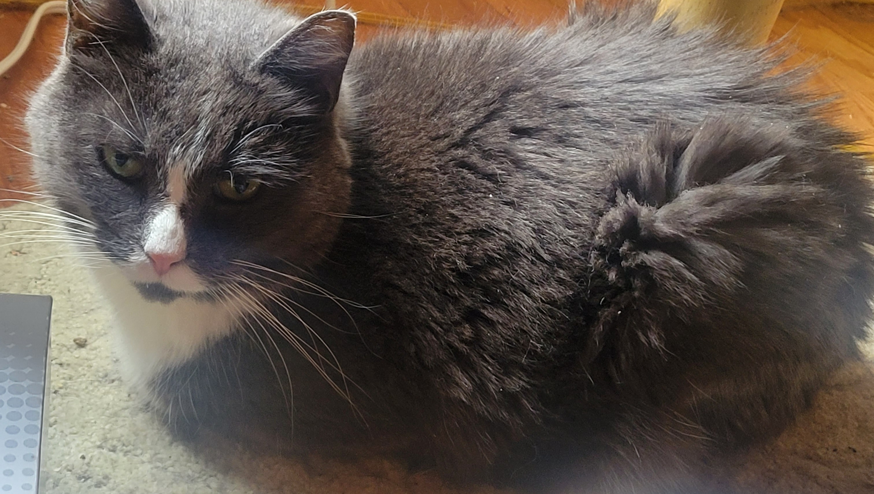 Fundraiser by Arin Johnson : Help a broke family pay their massive vet ...