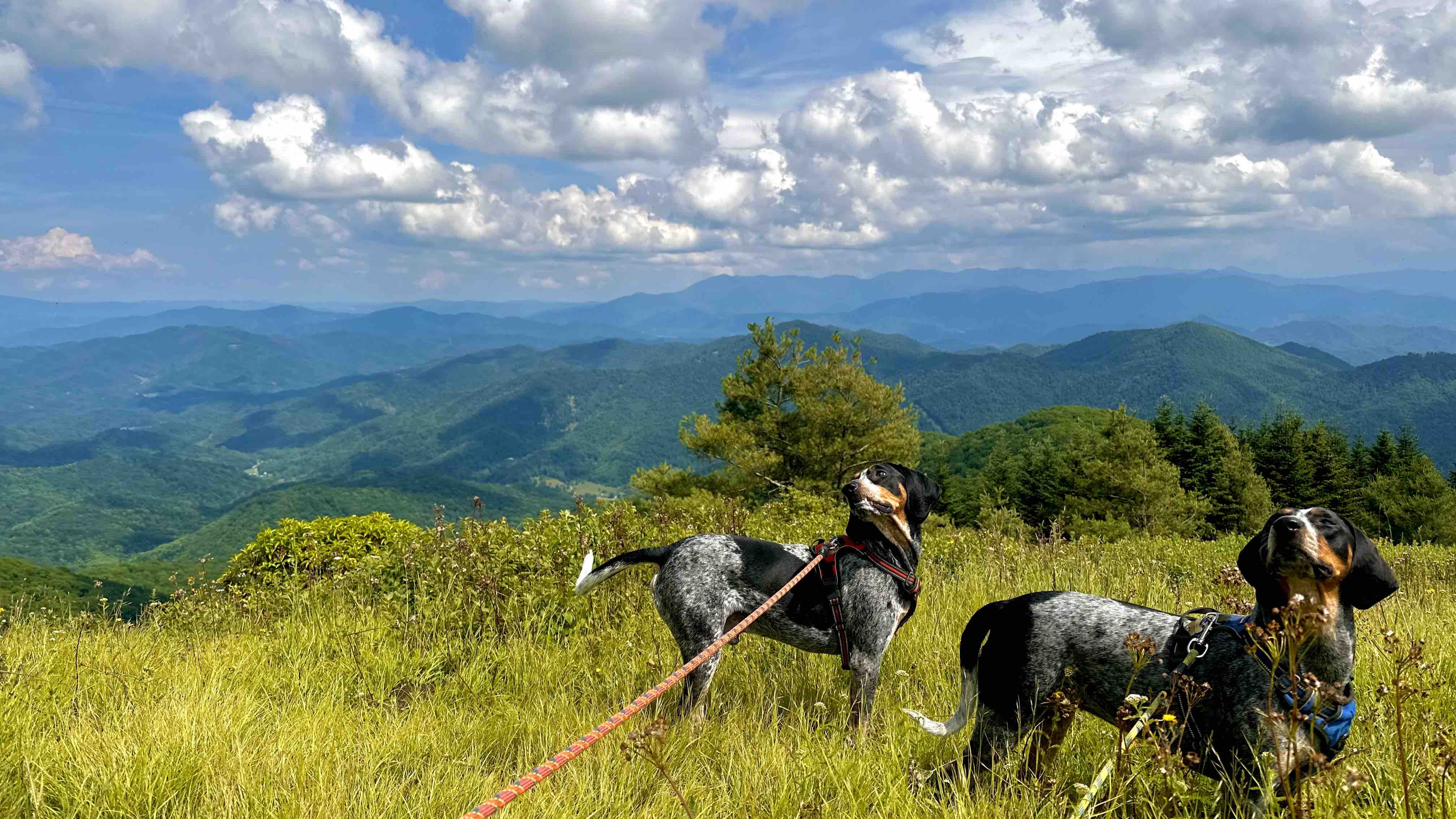 Fundraiser for Marian Smartt by Bobby McCarthy : Wolf Laurel Dog Rescue