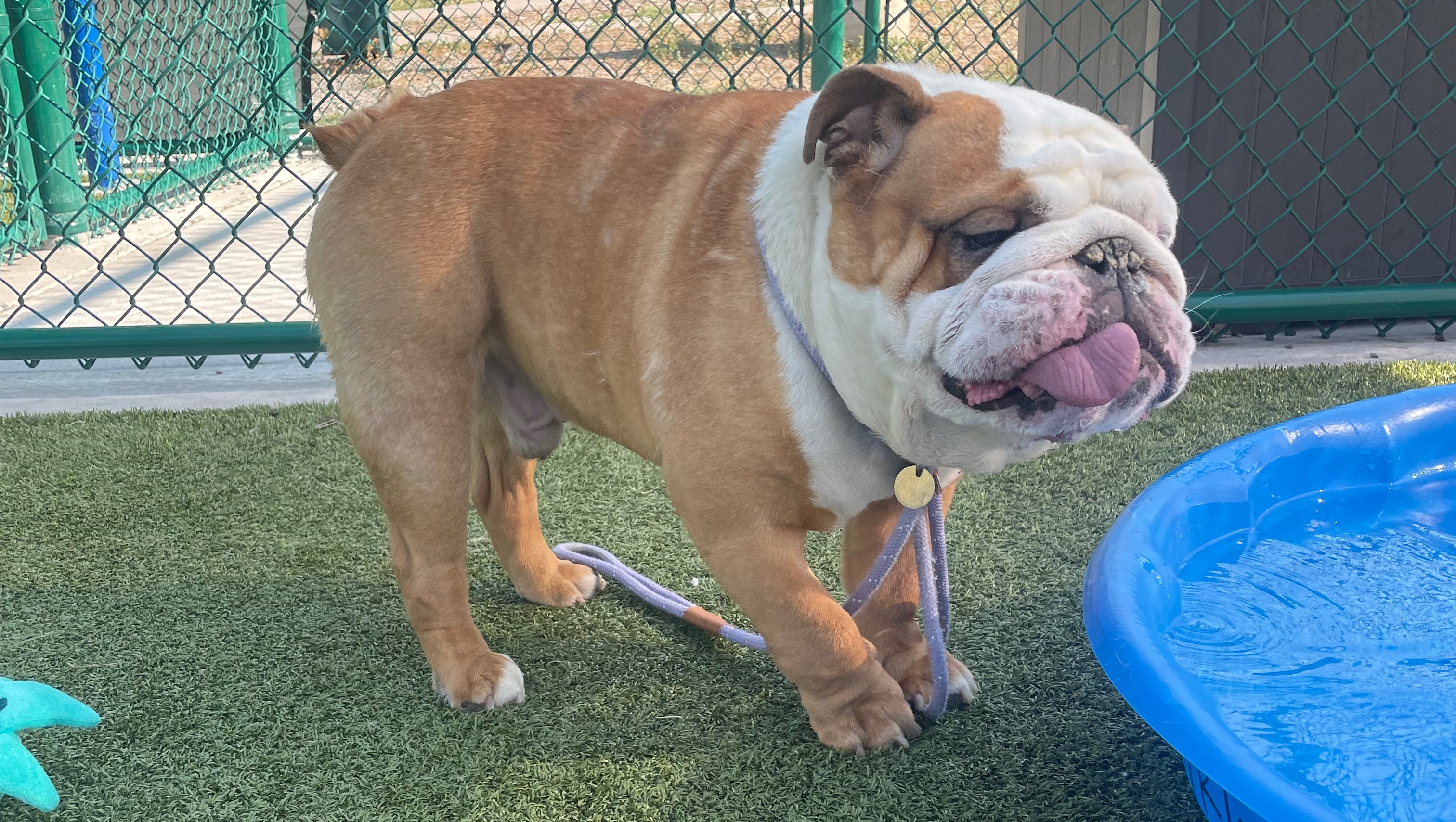 Fundraiser for Brooke Anthony by Julia Carlson : Dutch the English Bulldog