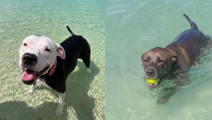 Fundraiser for Chelsea Stalberger by Rachel Wellman : Chelsea's House ...