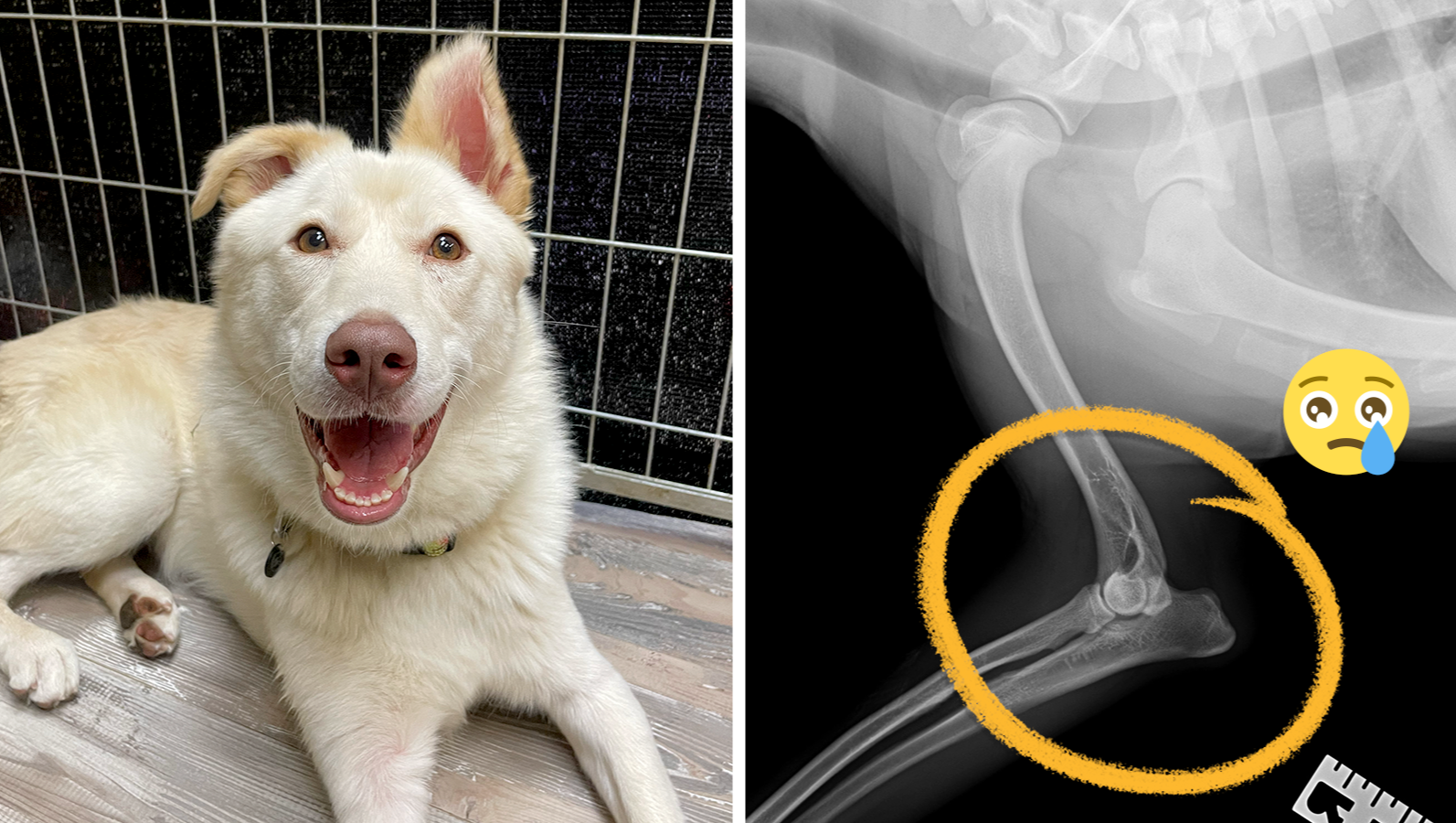 Fundraiser by Brad Slavin : Help us fix Naz's leg