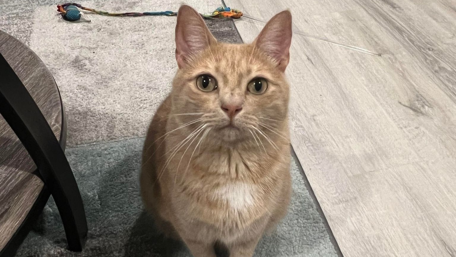 Fundraiser by Madison Brophy : Blazey Boy Needs Another Surgery