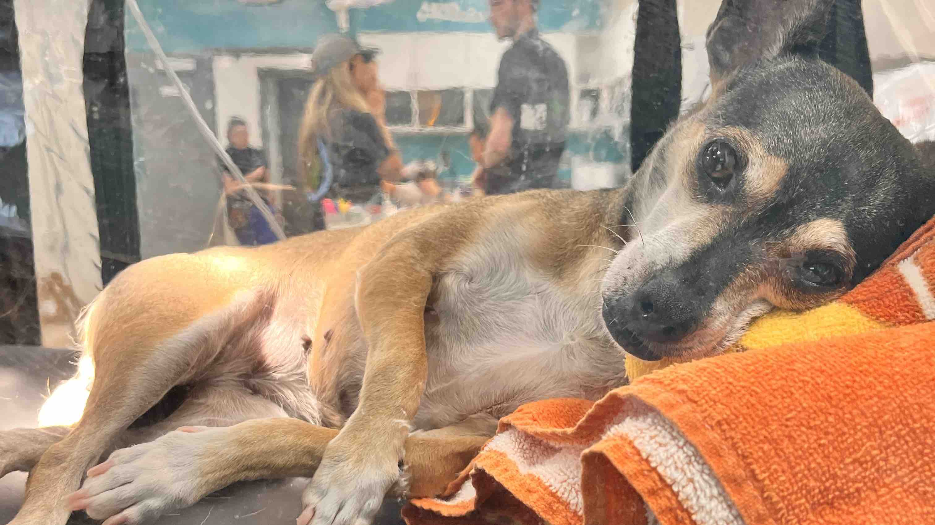 Fundraiser by Symone Walker : Help Tinkerbell Recover from Car Accident