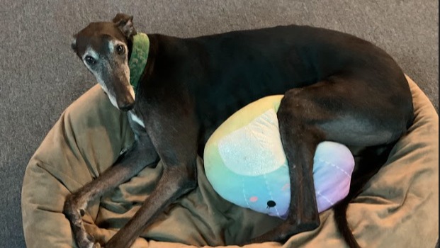 Fundraiser by Jay Harris : Surgery for Gene, The Concourse venue dog