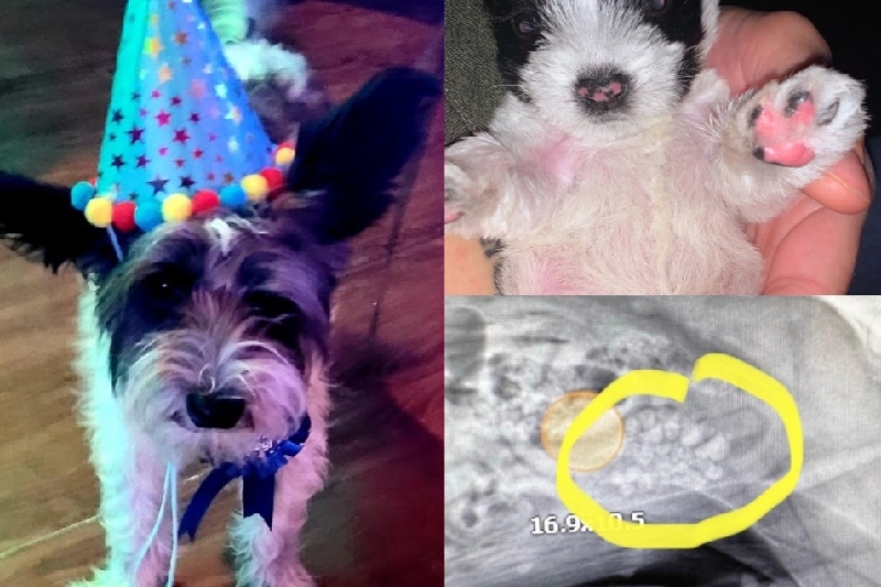 Fundraiser by Danielle Lindgren : Please help Bodie