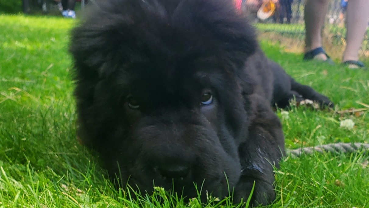 Fundraiser for Dylan Brannon by Kristie Blumenauer : Clover vet expense