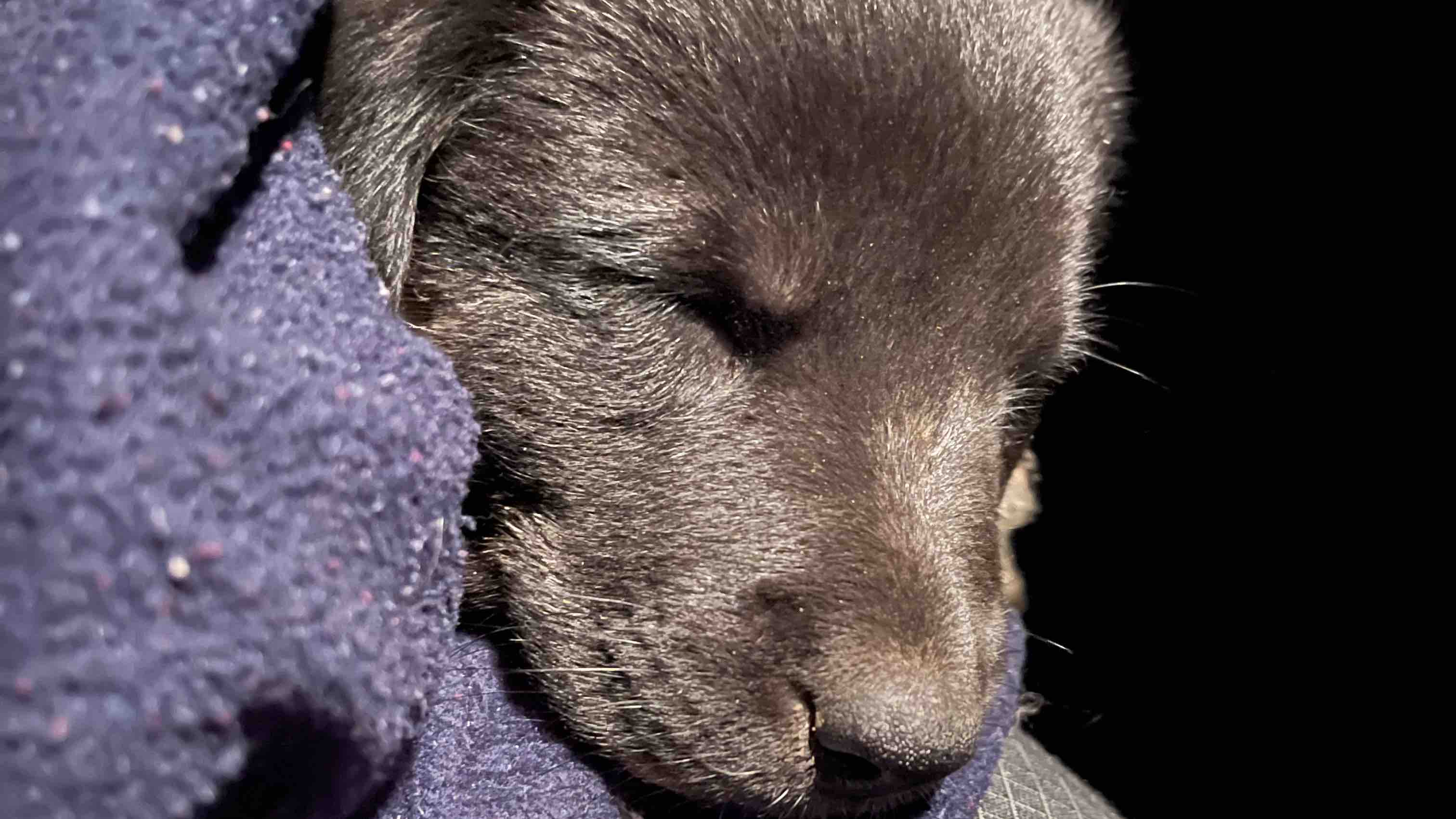 Fundraiser by Mike Ryan : Sol’s puppies… positive parvo test … and then