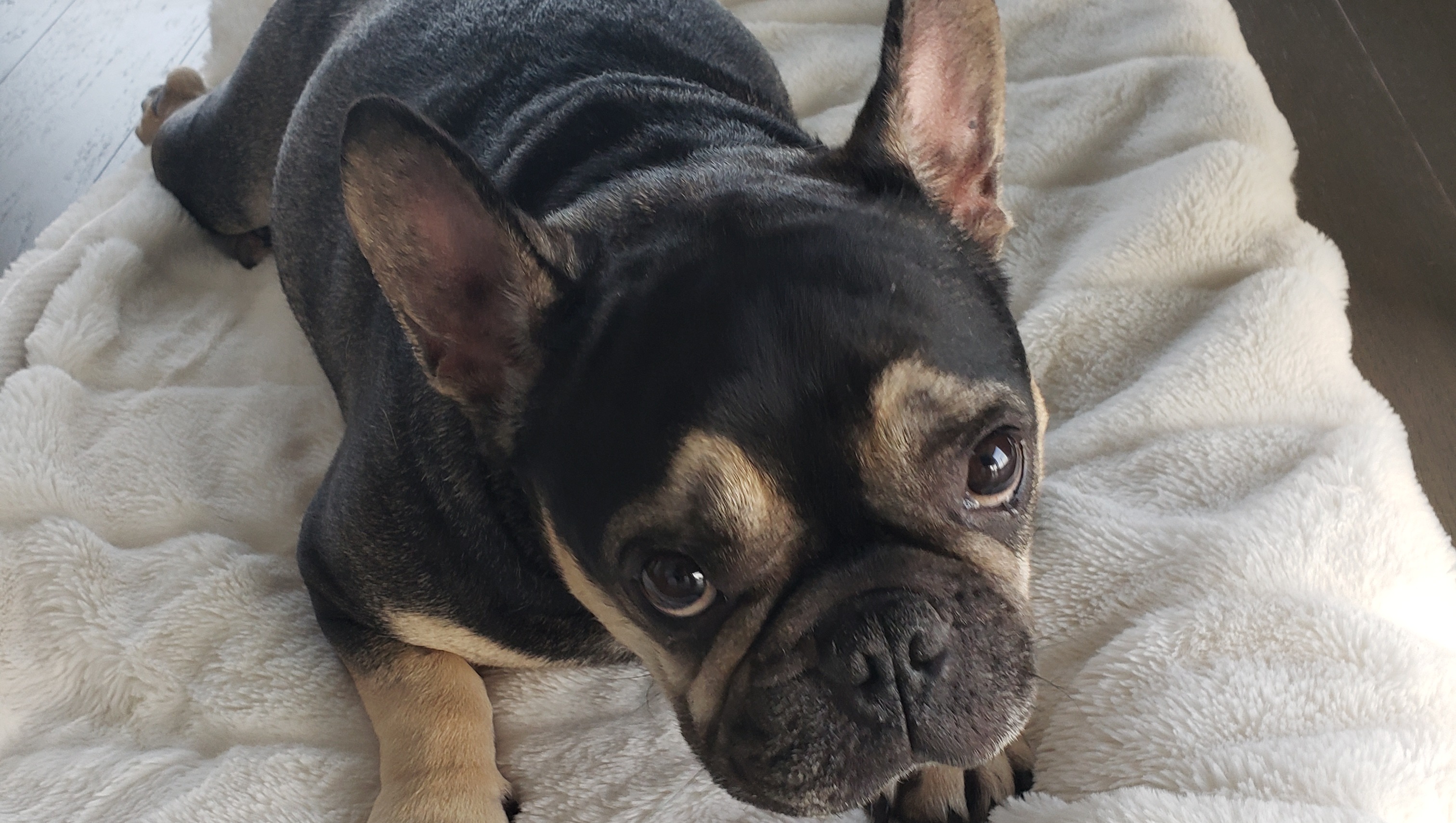 Fundraiser by Allan Eastabrook : Funding for Tobi's Surgery (TECA-BO)