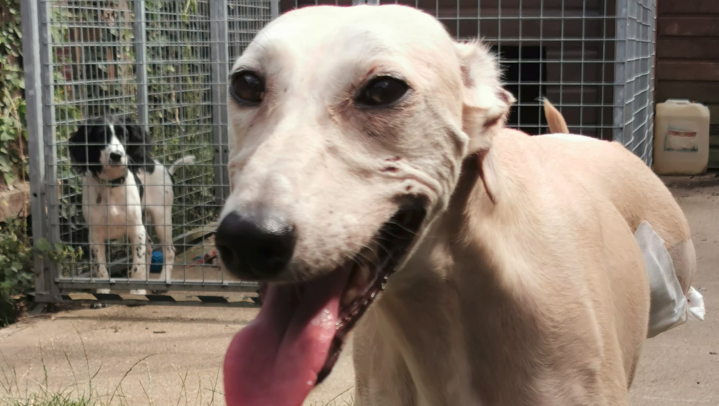 Fundraiser by Kaye FitzGerald-Gorham : Surgery for RTA dog found in ...