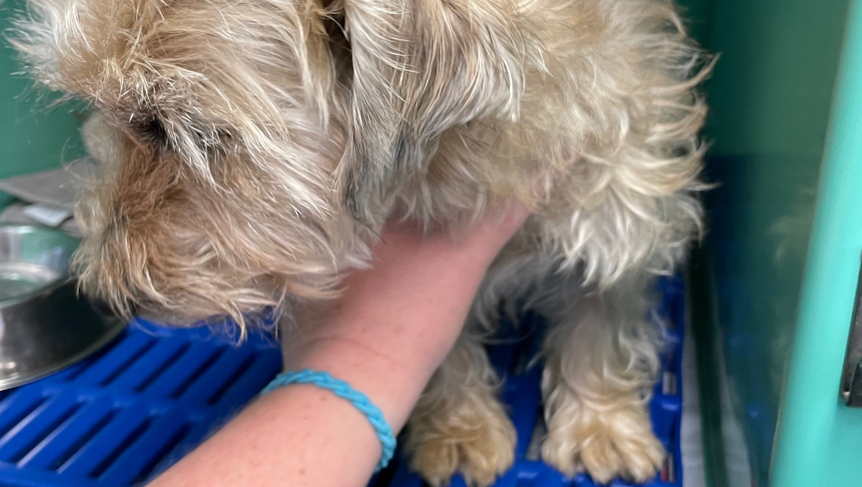 Fundraiser for Robert Perfetto by Nancy Perfetto : David’s story