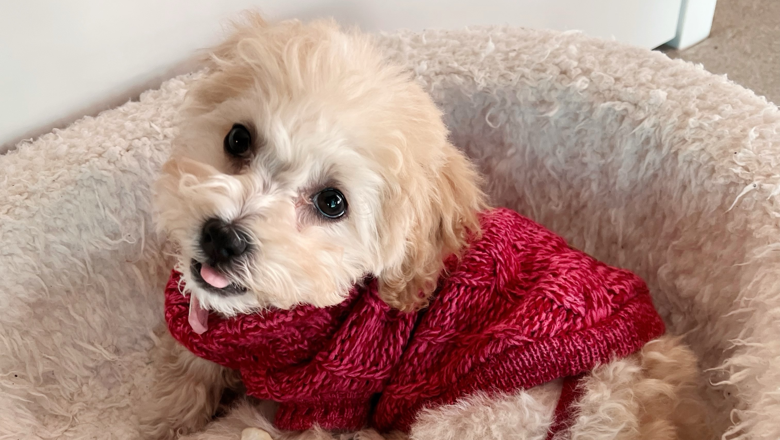 Fundraiser by Sarah Li : Please help puppy Shiro’s leg surgery