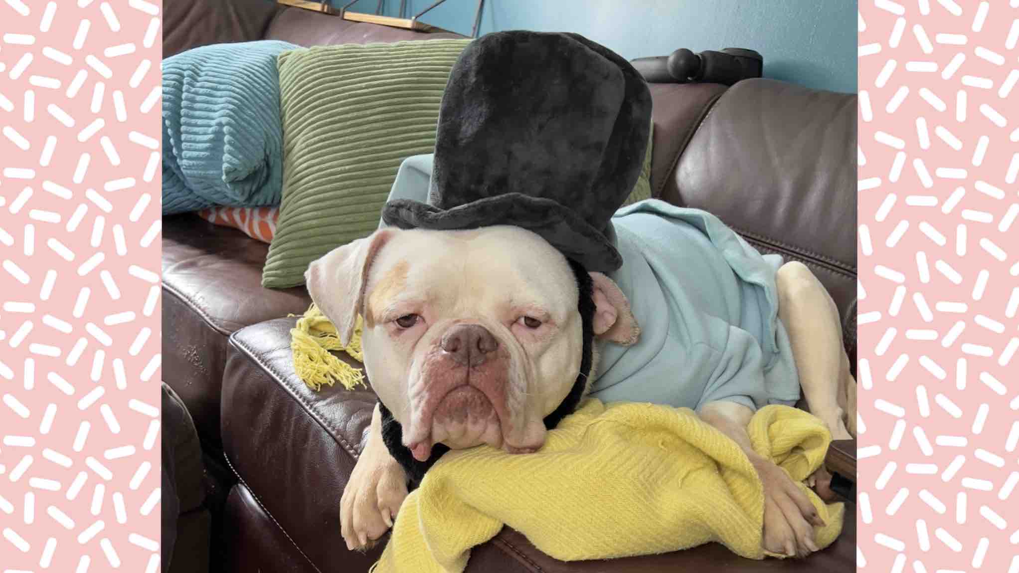 Fundraiser by Brian Kelly : Judi’s Journey: Brooklyn Bulldog Needs Funds