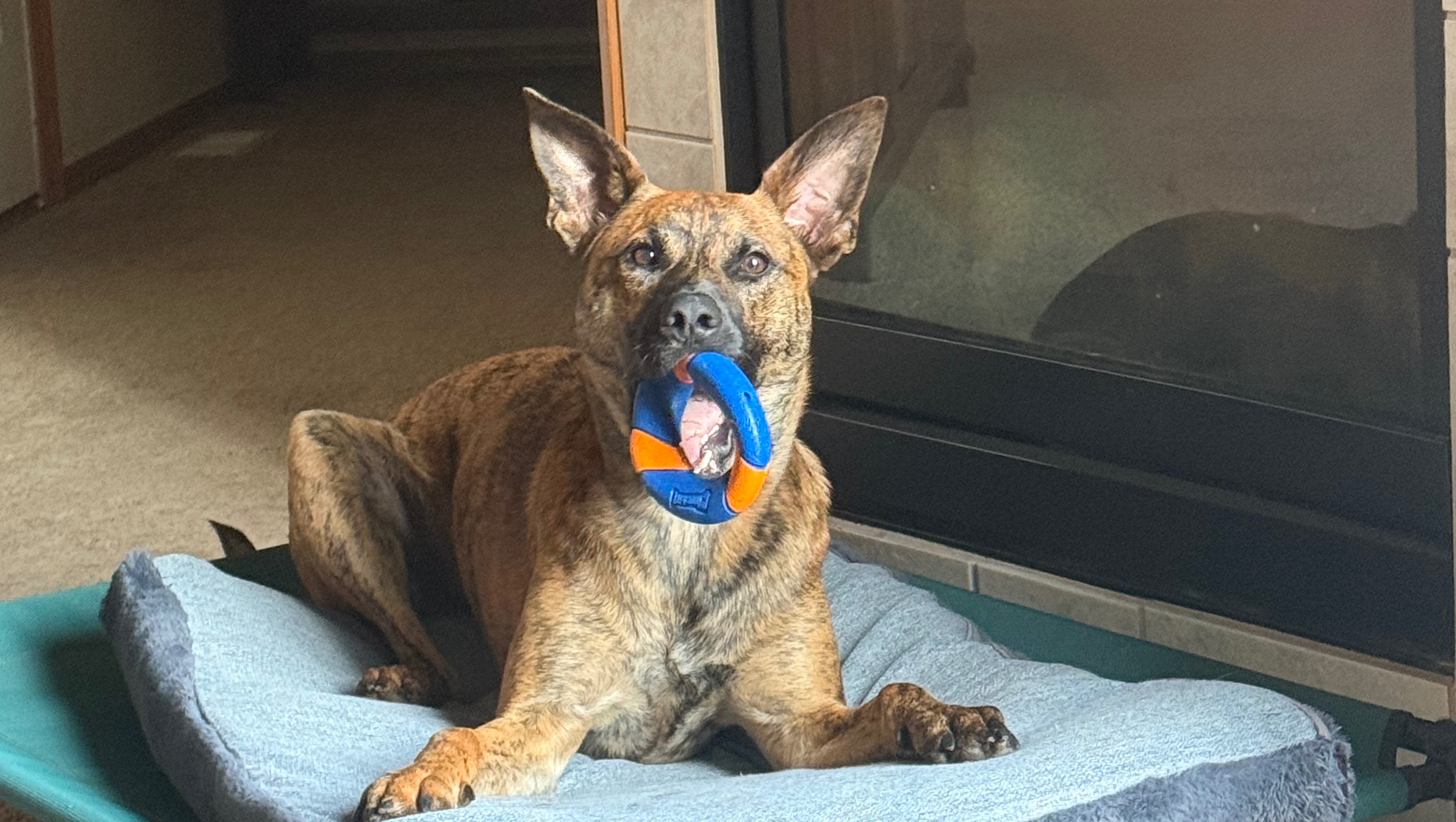 Fundraiser by Cheyenne Baum : Help Zeus Overcome His Medical Emergency