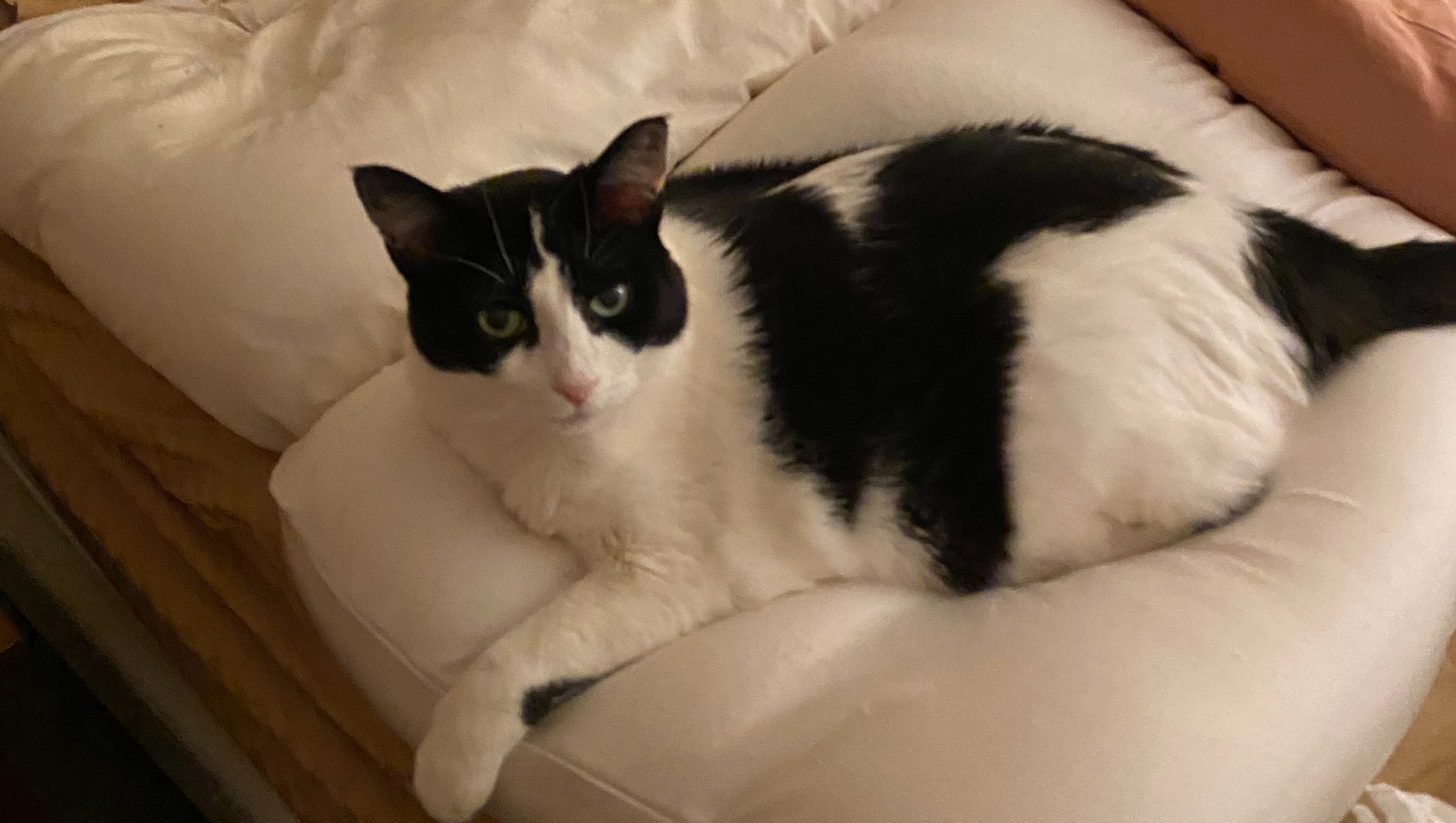 Fundraiser by Daniel Hulse : Rosie medical emergency