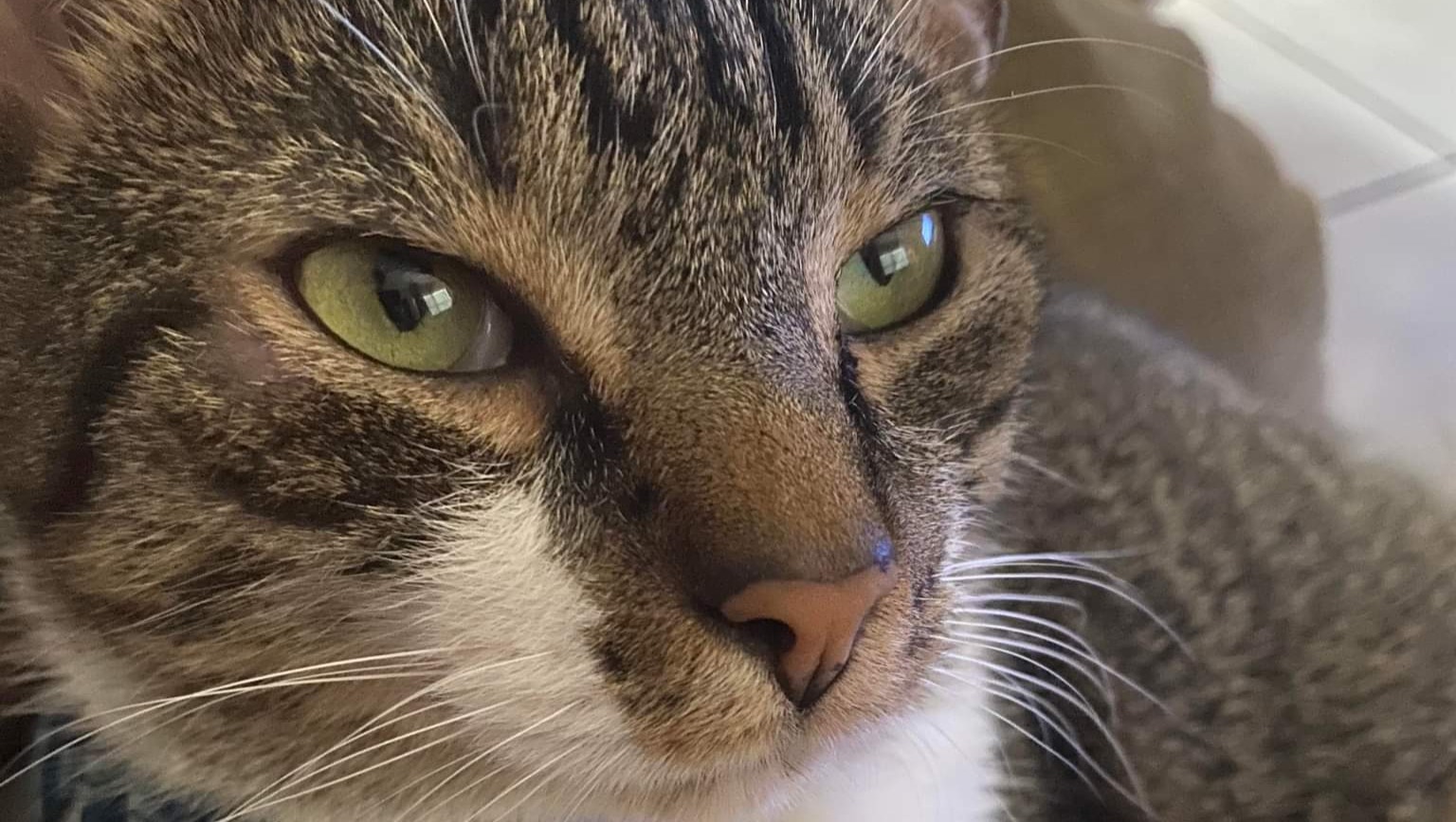 Fundraiser for Graham Pettifer by Tiffany Powell : Help Graham with ...