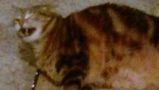 Fundraiser for Eric Amaya by Justin Osborne : Concerned meowers