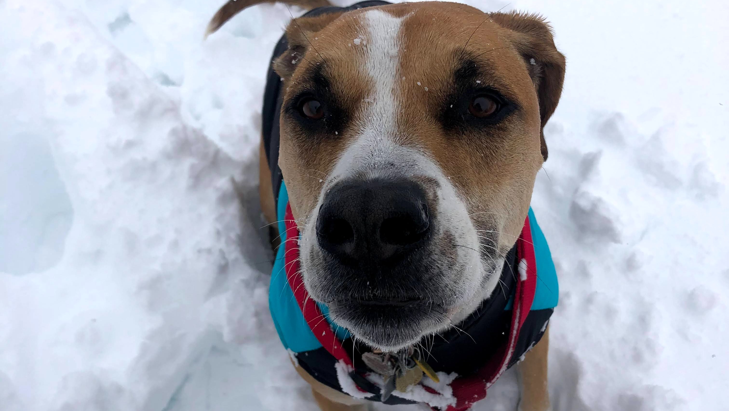 Fundraiser by Mary Carrion : Brunito's Medical Bills