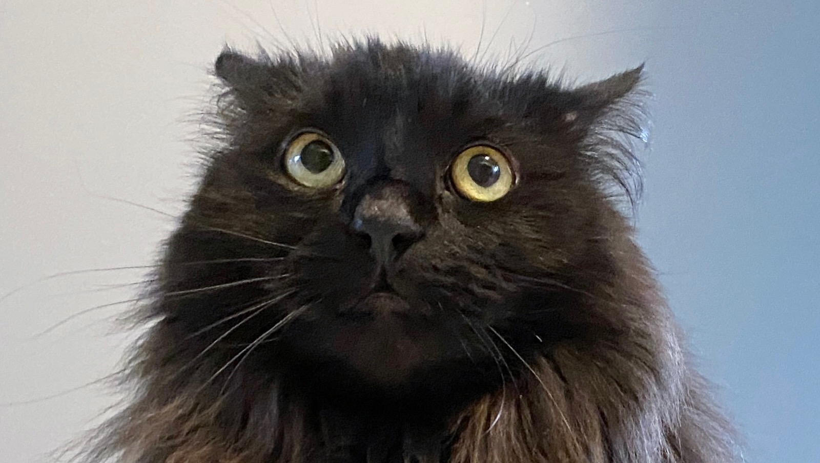 Fundraiser by Patrick Skinner : Help Buddy get better! ️