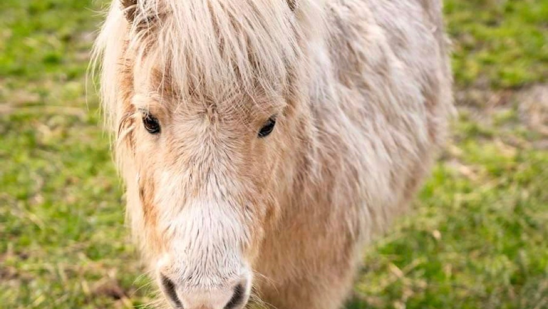 Fundraiser by Kelly Edwards : Pony Rescue needs your help ️