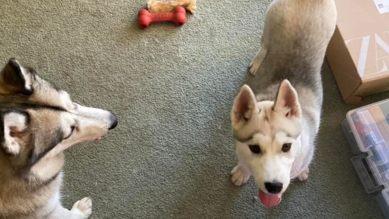 Fundraiser by Eva Collado : Astrid needs surgery