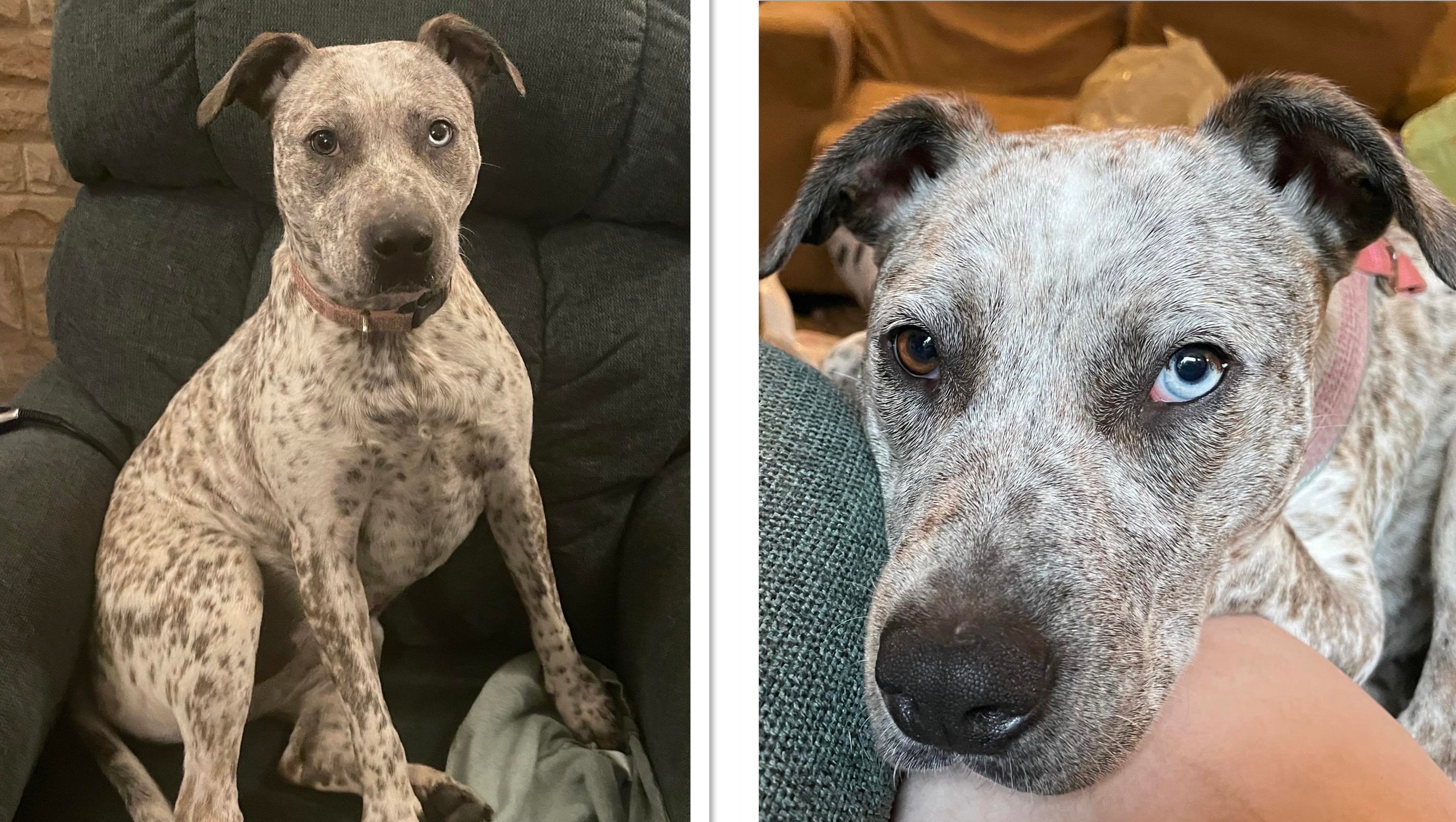 Fundraiser by Krystie Grubba : Help Us Pay For Delilahs Medical Expenses