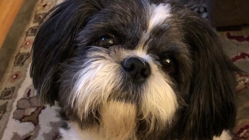 Fundraiser for Beth Pourrahimi by Kaylin Pourrahimi : Hope for Cooper