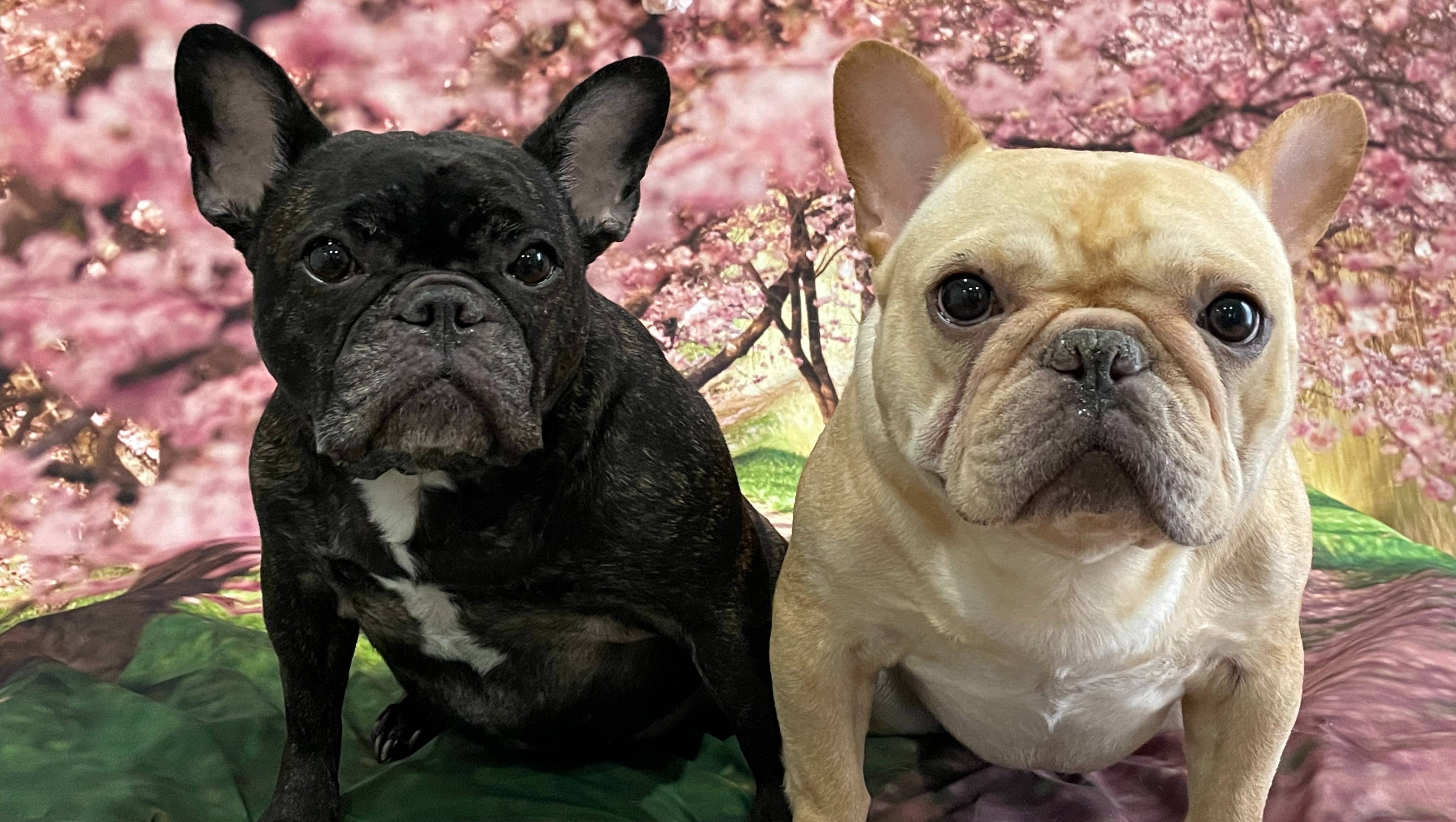 Fundraiser by Ed and Maki Cleveland : Emergency Hospital Stay ...