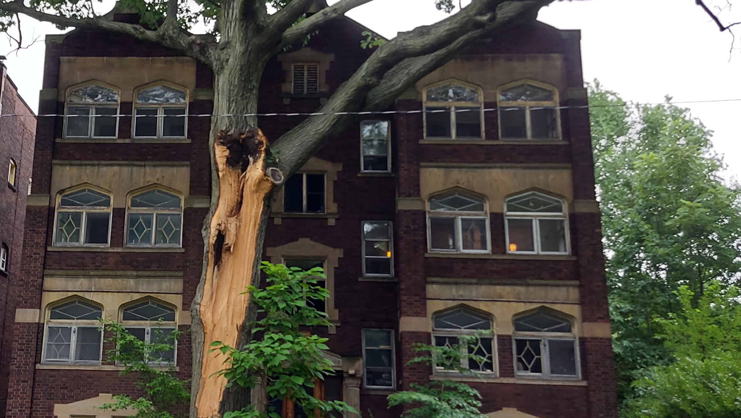 Fundraiser by Julie Ezelle Patton : Let It Bee Needs Help to Take Down ...