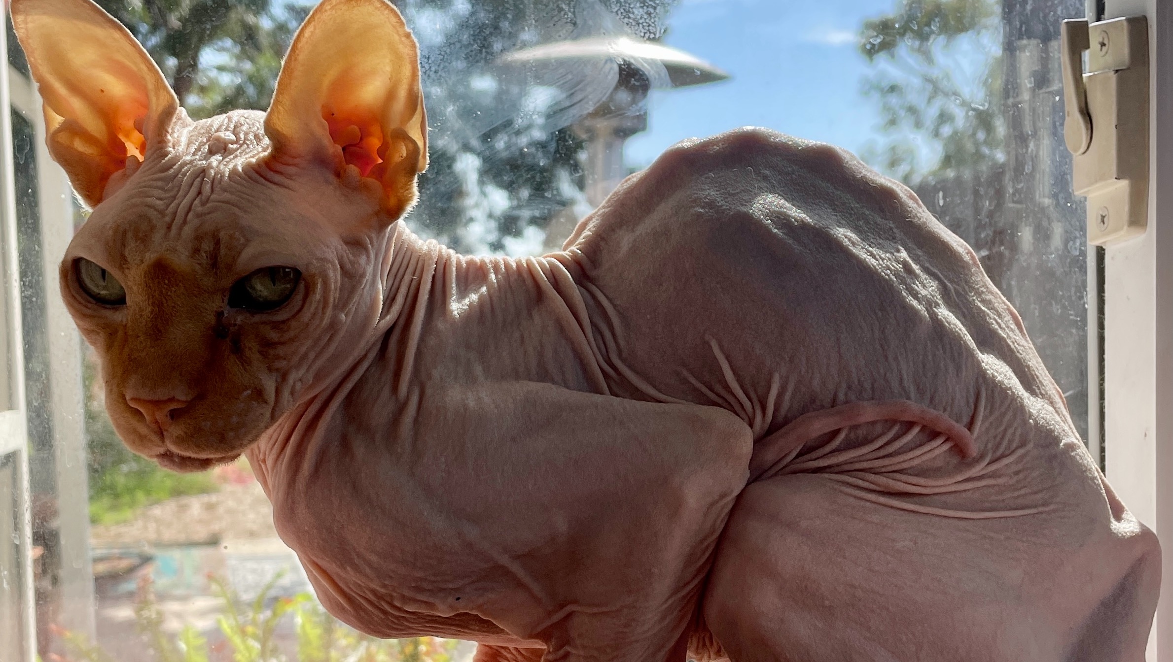 Fundraiser by Samara Lovell : Help Save Sweet Murphy