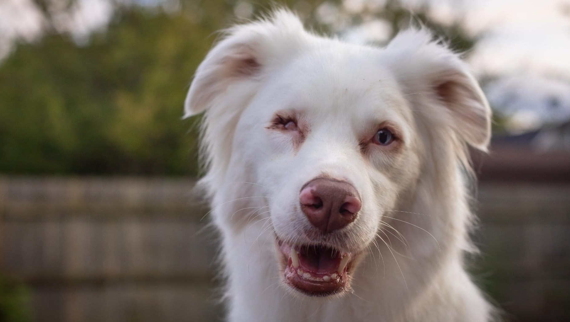 Fundraiser by Rose Adler : Wink’s Double Enucleation Surgery