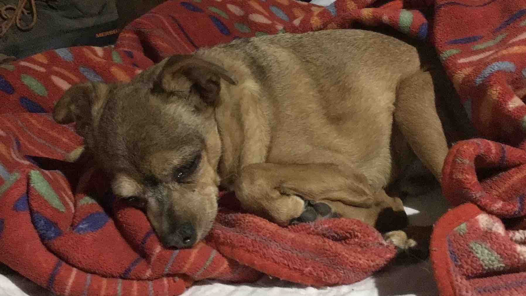 Fundraiser by Jason Campbell : Pepe’s double leg brace