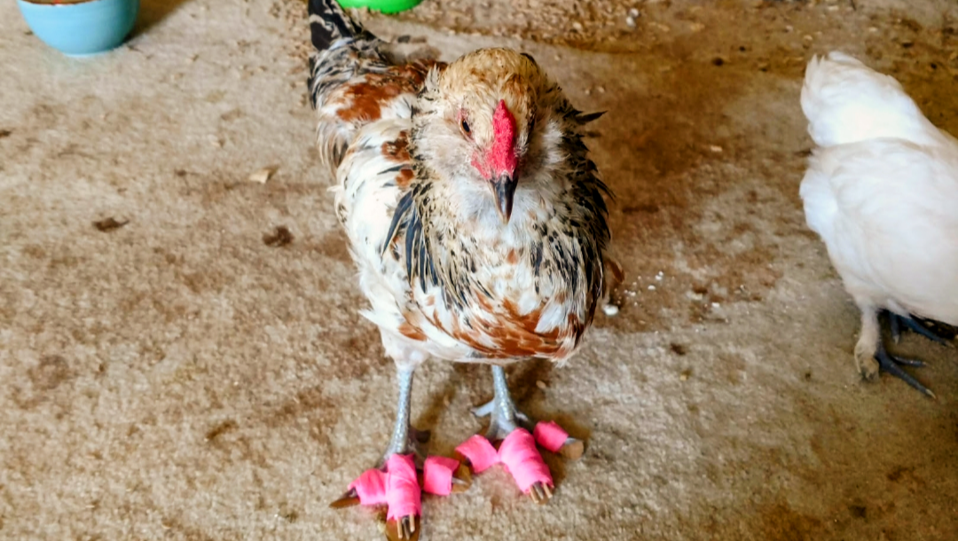 Fundraiser by Heather DeVito : Murray's Home for Wayward Chickens