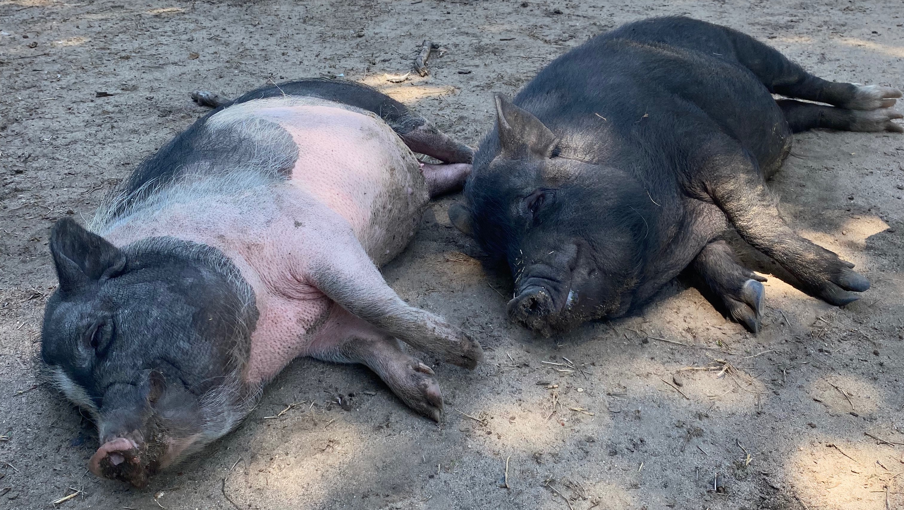 Fundraiser by Cassandra Wood : Pig hoof trimming apprenticeship!