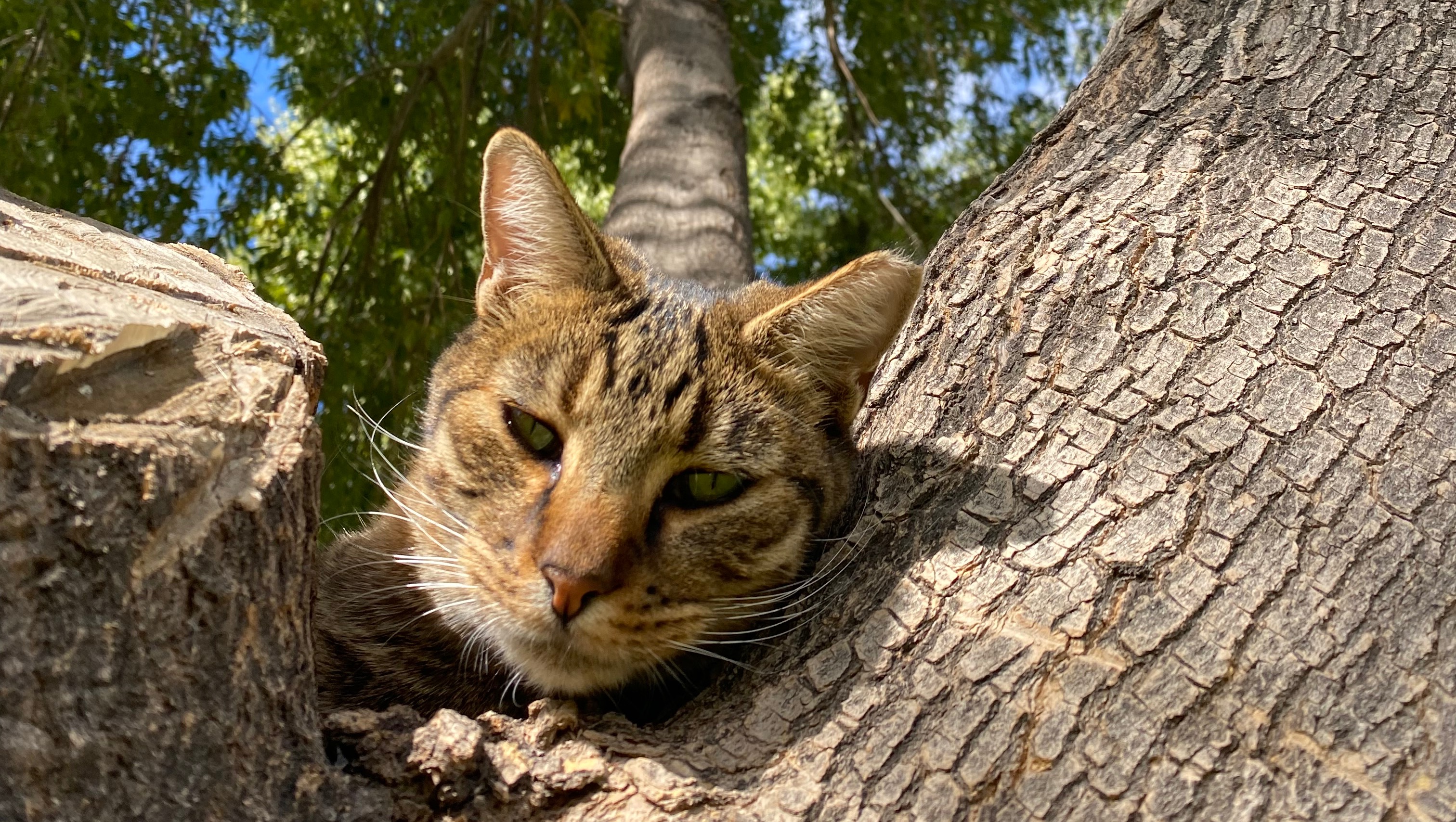 Fundraiser by Sarah Hesser : Feeding the Cats on GCU campus