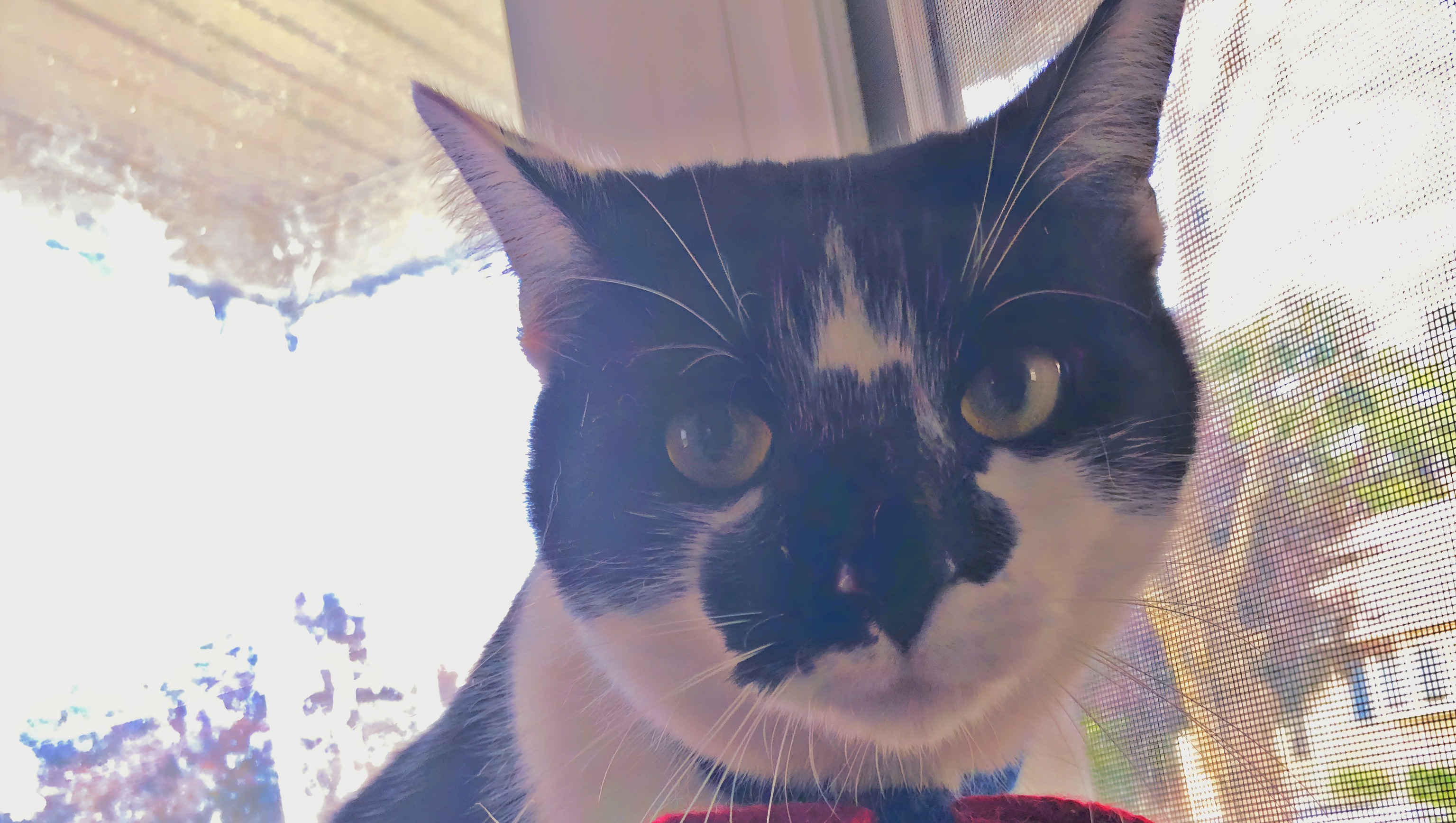 Fundraiser by Jaclyn Lang : Help save Nugget (Medical Needs & Costs)