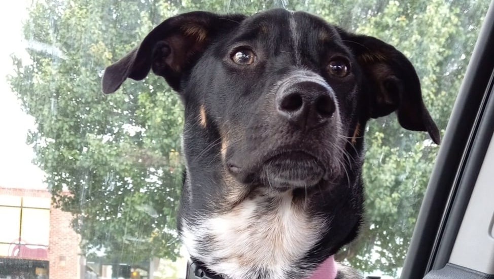 Fundraiser by Caitlin Doolittle : Winnie's Life Saving Surgery