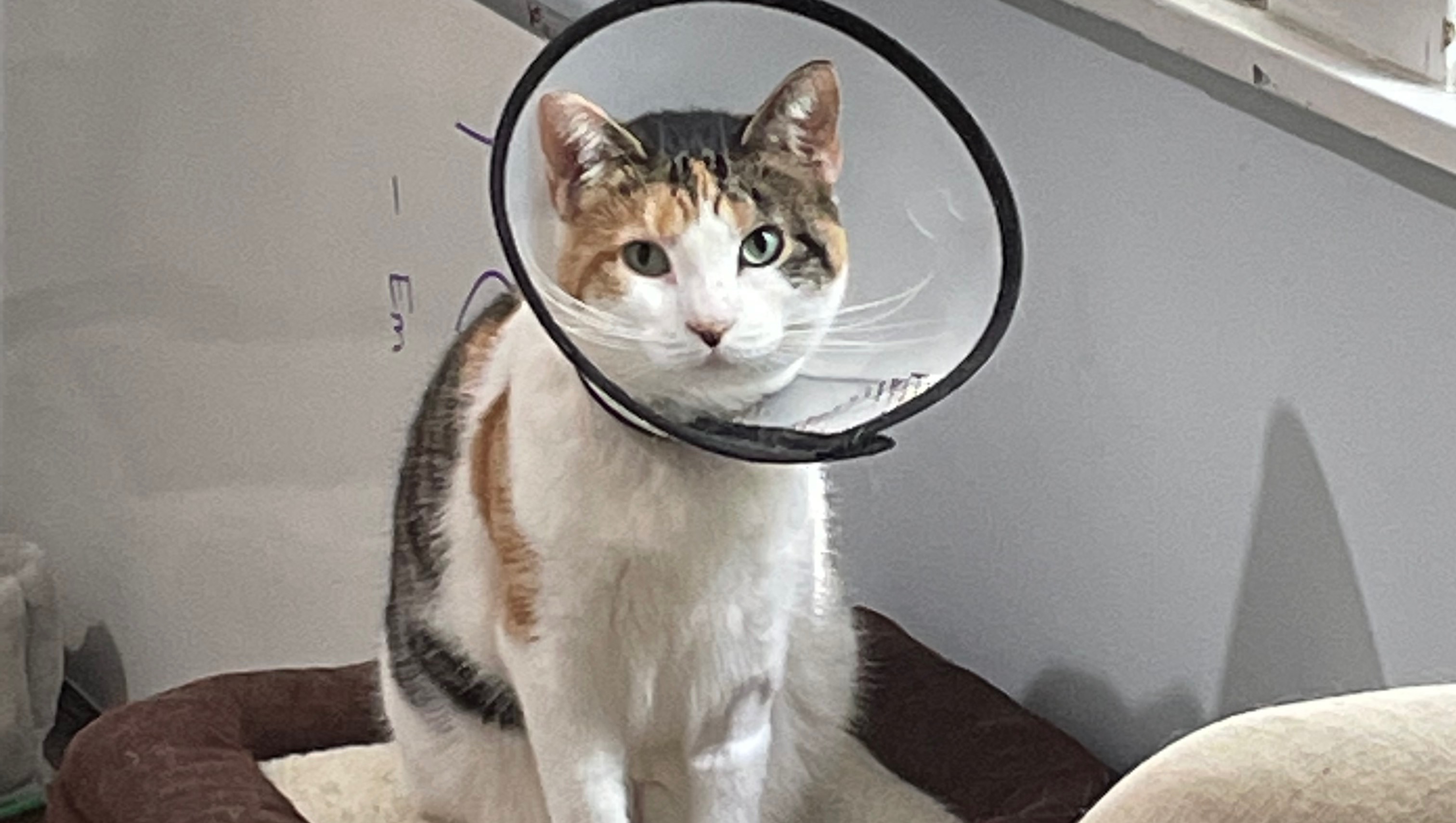 Fundraiser for Jennifer Toomey by Emerson Toomey : Clio’s Cancer Vet Bills