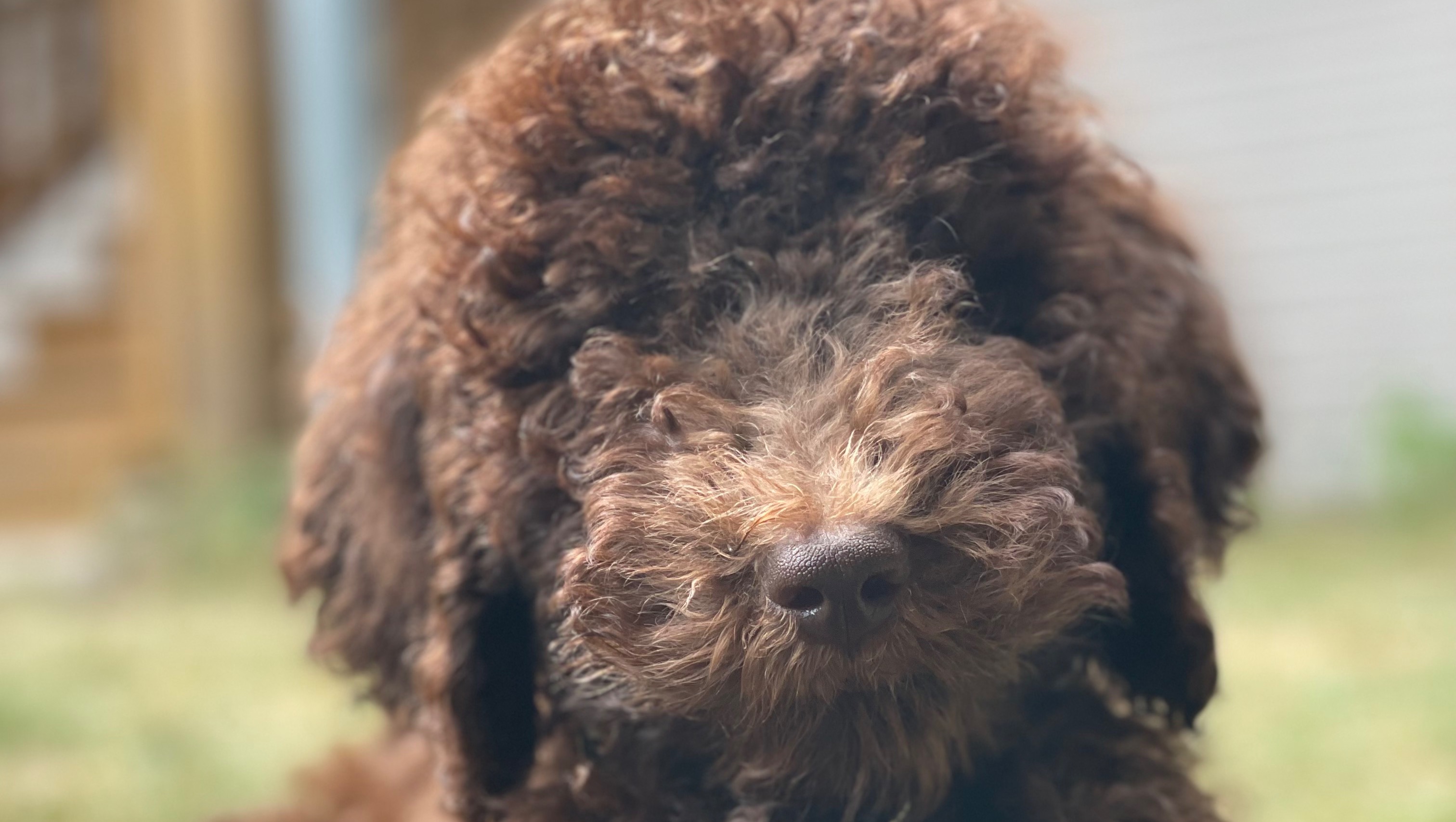 Fundraiser by Keith Gallagher : Save Arlo